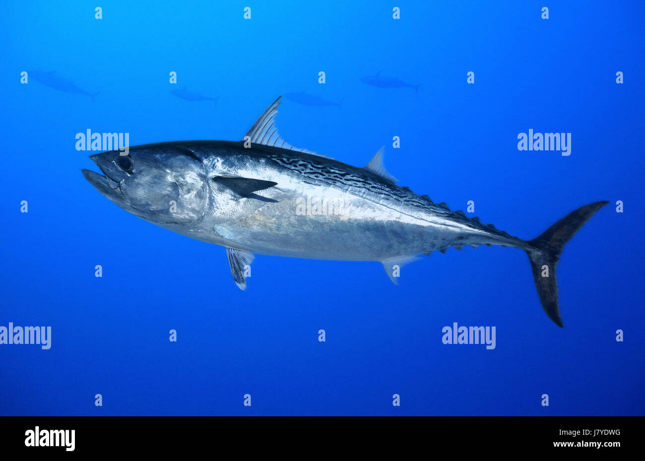 Little Tunny Euthynnus Alletteratus High Resolution Stock Photography ...