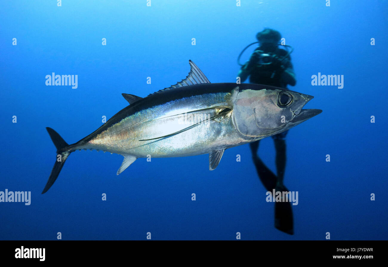 Pelagic Fauna High Resolution Stock Photography and Images - Alamy