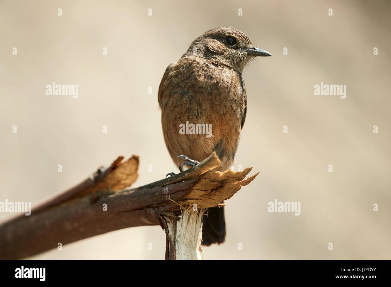 Siberian Stonechat (Saxicola maurus) female in spring, perched on a ...