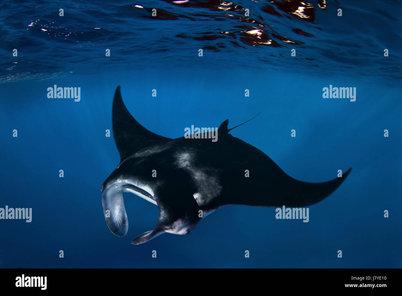 Rays Fish High Resolution Stock Photography and Images - Alamy