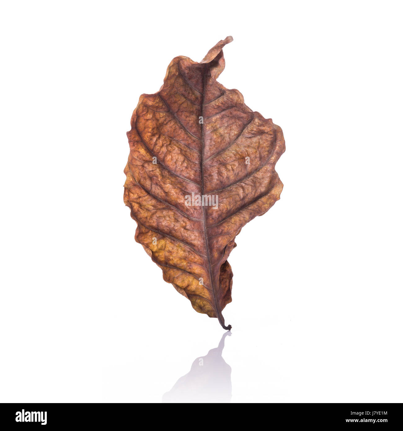 Brown dry leaf ( leaf of coffee tree). Studio shot isolated on white ...