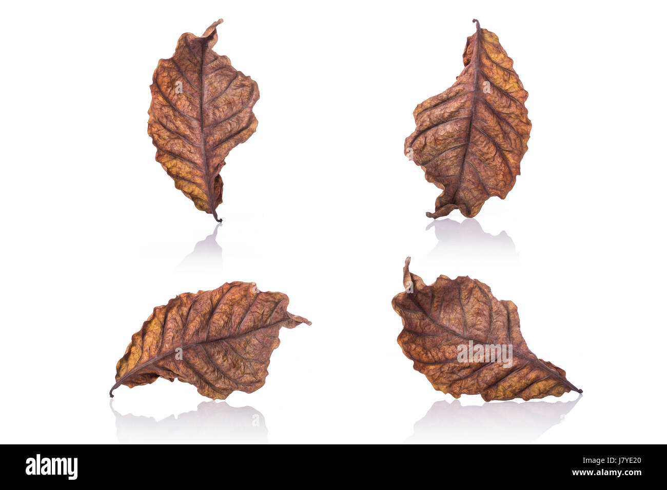 Brown dry leaf ( leaf of coffee tree). Studio shot isolated on white ...