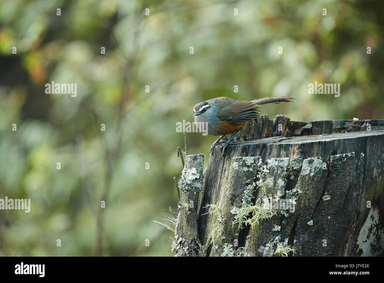 The Palani laughingthrush (Montecincla fairbanki) is a species of ...