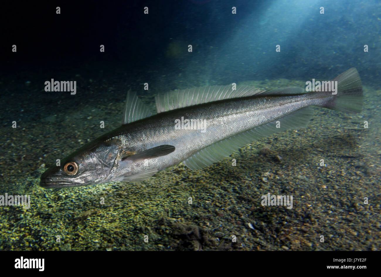 Hake Fish Sea Stock Photos & Hake Fish Sea Stock Images - Alamy