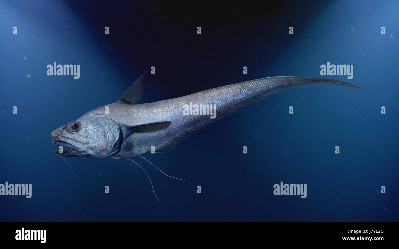 Fish Grenadier High Resolution Stock Photography and Images - Alamy