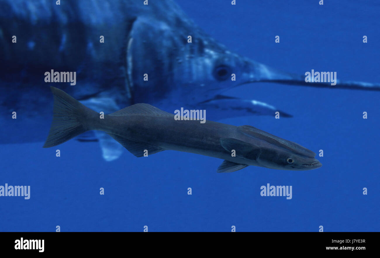 Remoras High Resolution Stock Photography and Images - Alamy