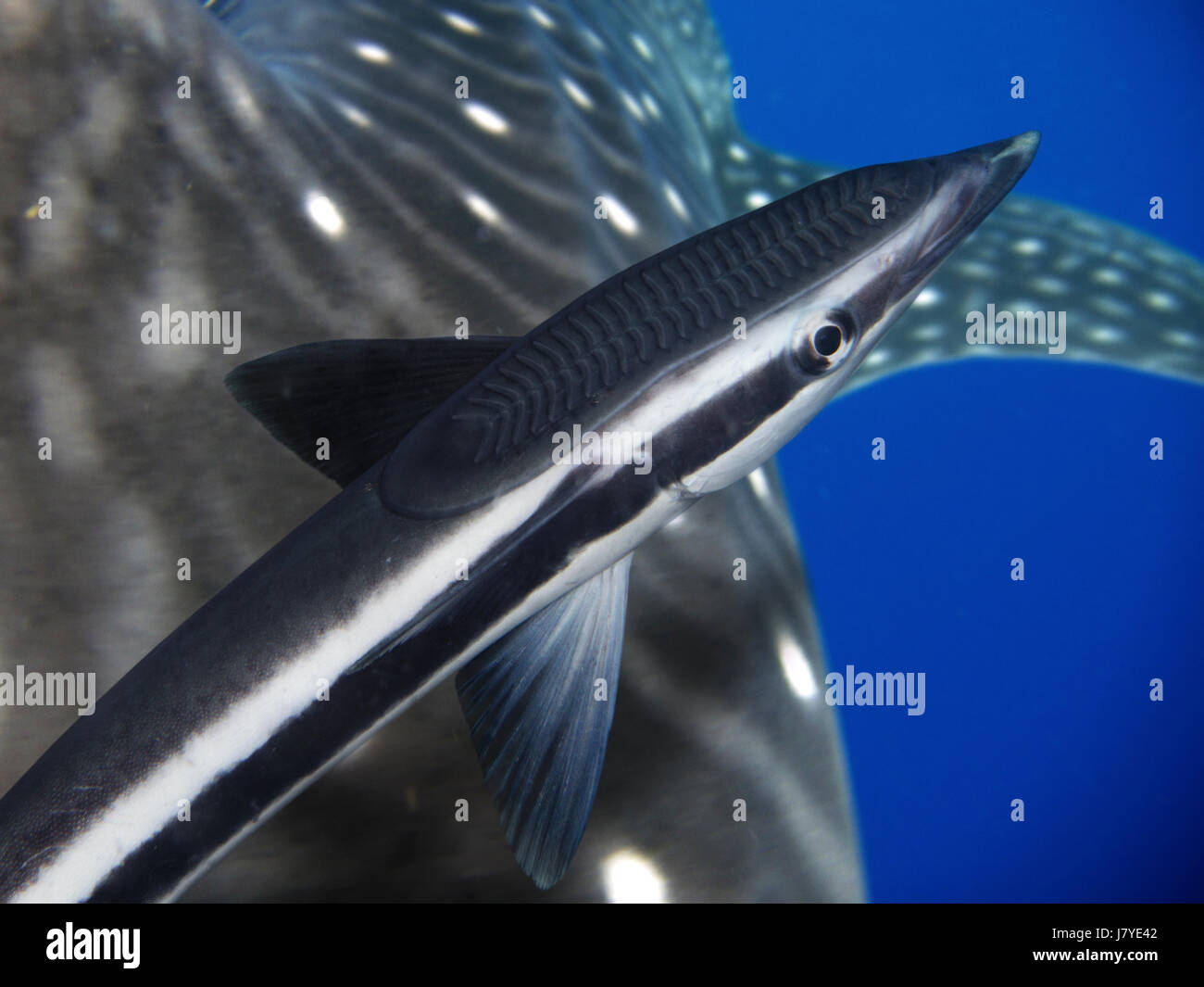 Shark Sucker Fish High Resolution Stock Photography and Images - Alamy