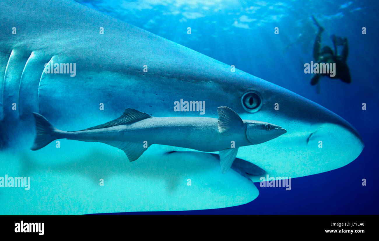 Shark And Remora Fish High Resolution Stock Photography and Images - Alamy