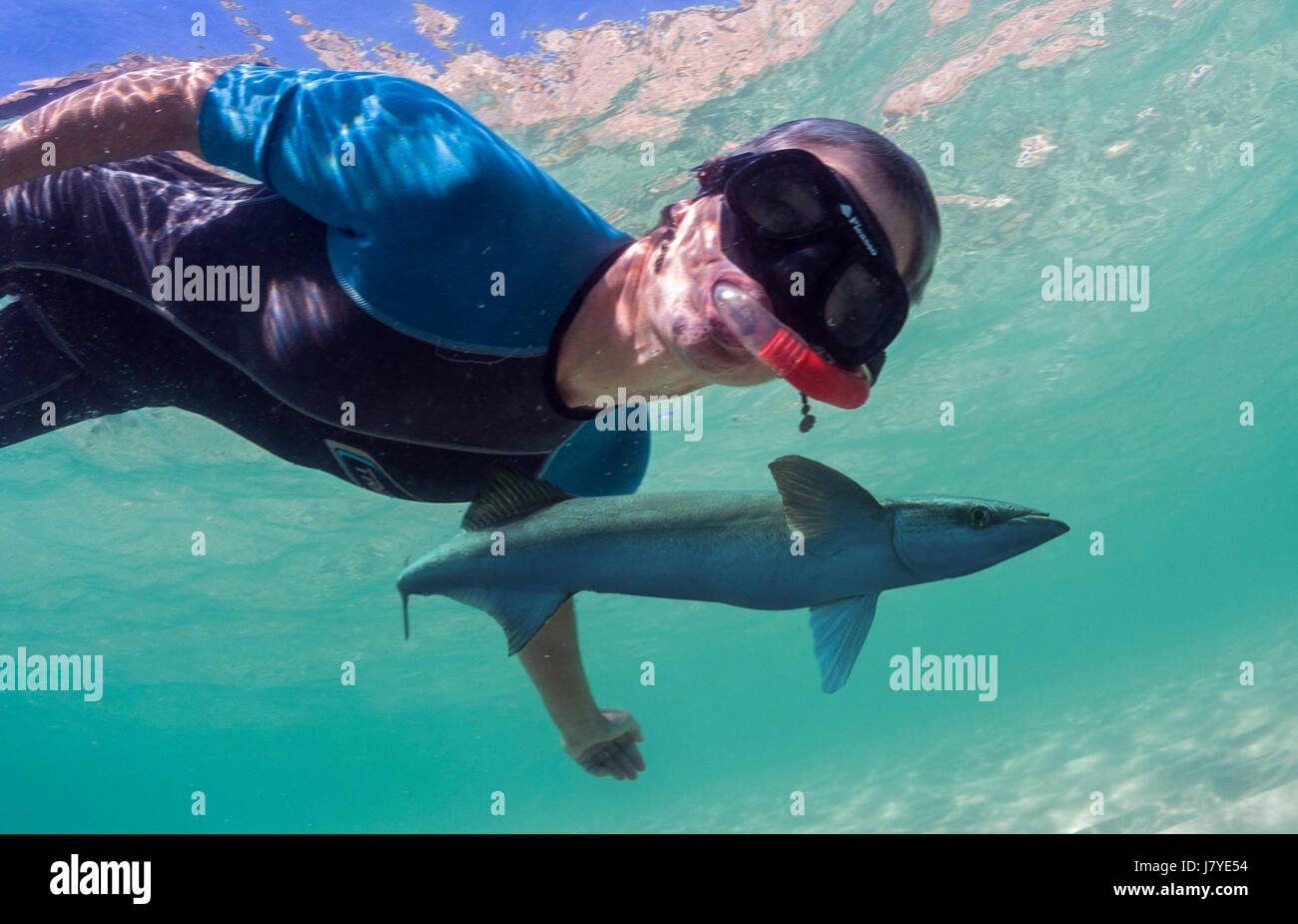 Shark Sucker Fish High Resolution Stock Photography and Images - Alamy