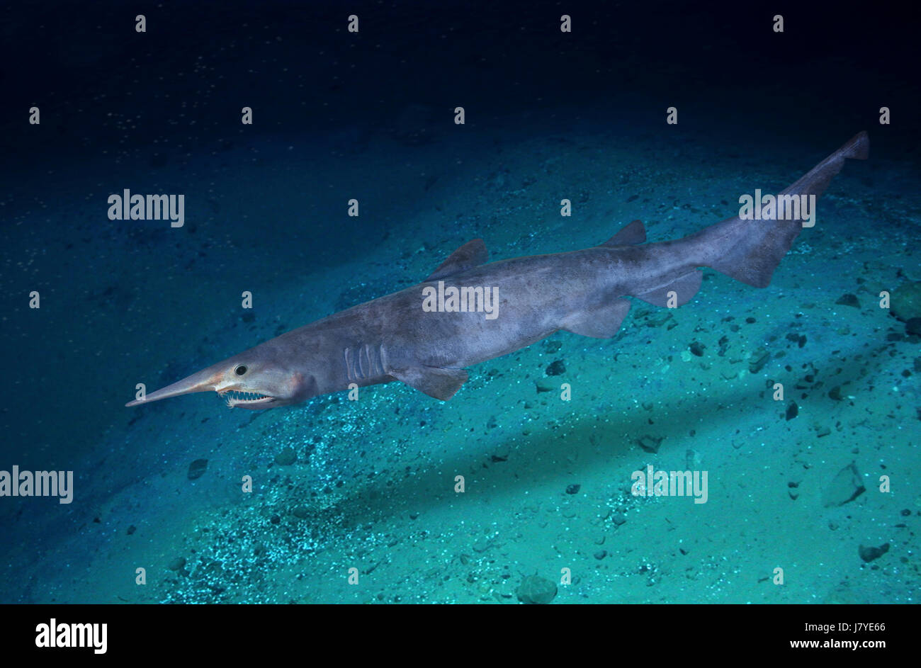 Goblin Shark High Resolution Stock Photography and Images - Alamy
