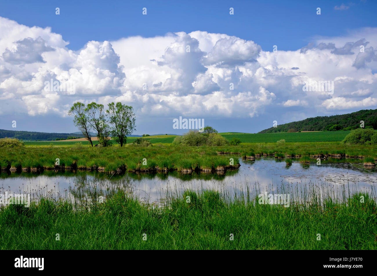 swamp fen biotop habitat fresh water pond water agrarian tree trees ...