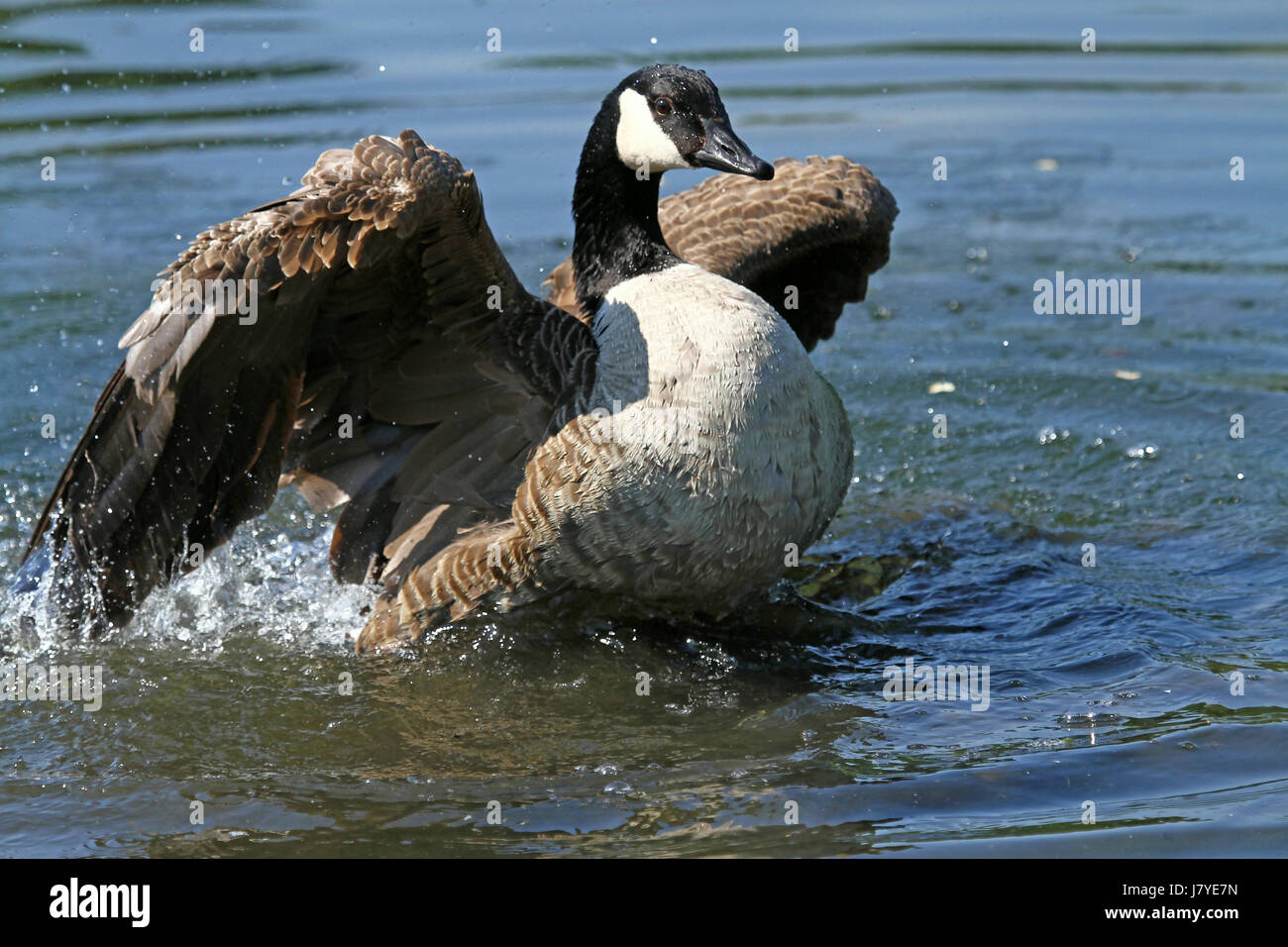 beak swimming bird beaks swimming birds geeser bathing swimming swiming ...