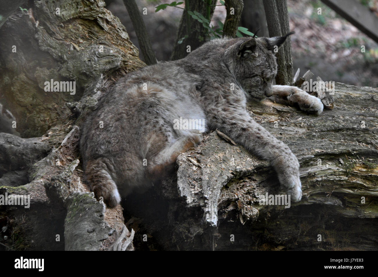 tree brown brownish brunette animals skin claws cat big cat feline ...