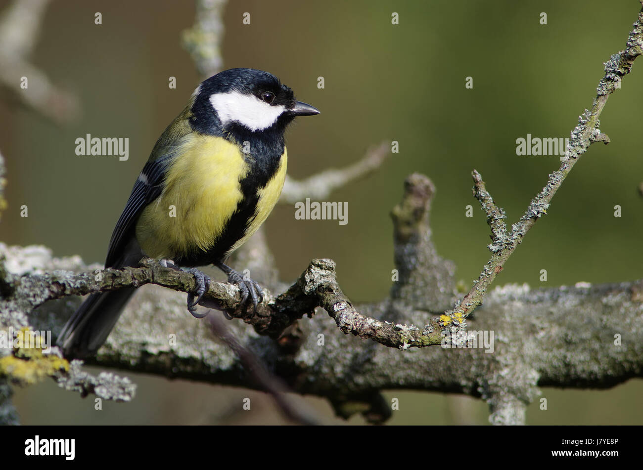 tree garden apple tree gardens titmouse great titmouse tree garden ...
