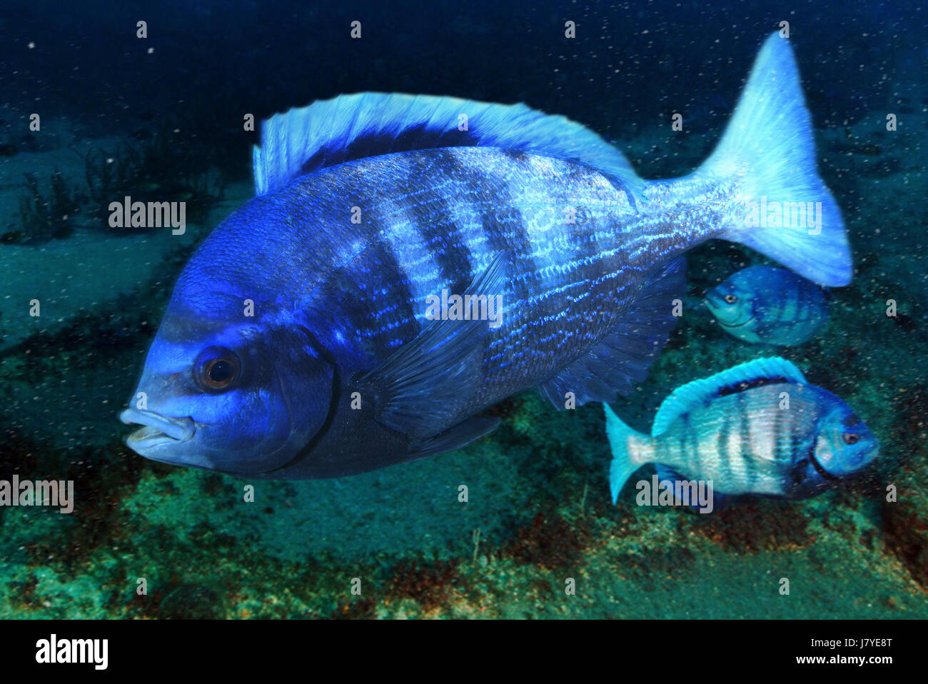 Hermaphrodite Fish High Resolution Stock Photography and Images - Alamy