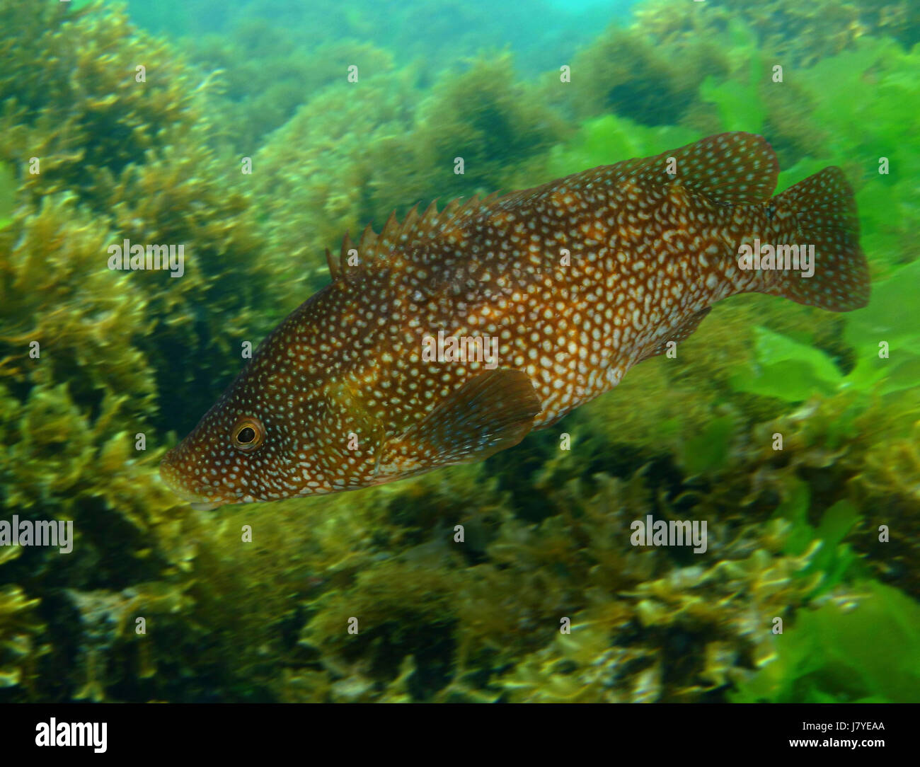 Ballan Wrasses High Resolution Stock Photography and Images - Alamy