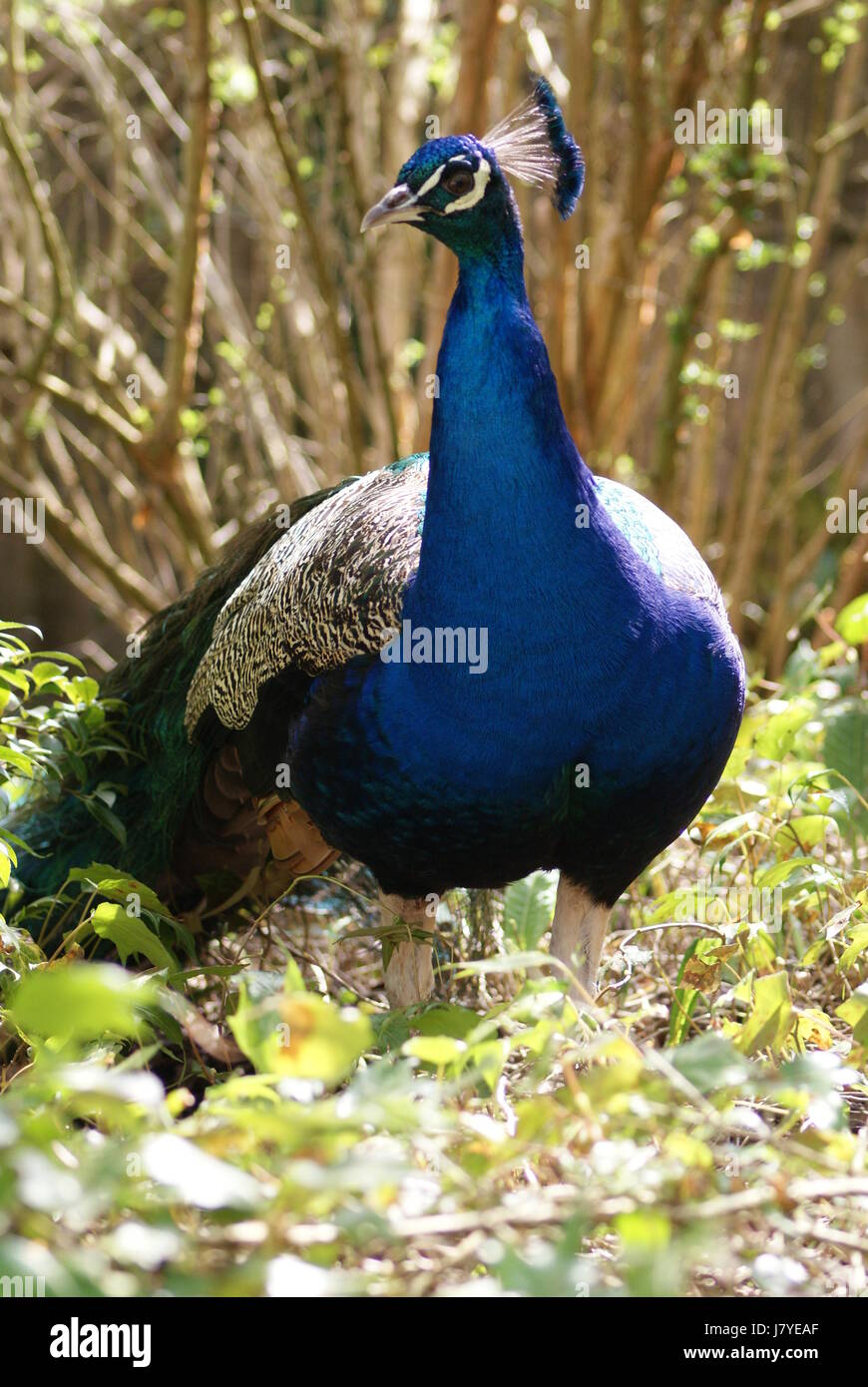 wild peacock hen peahen cock pea rooster blue game tournament play ...