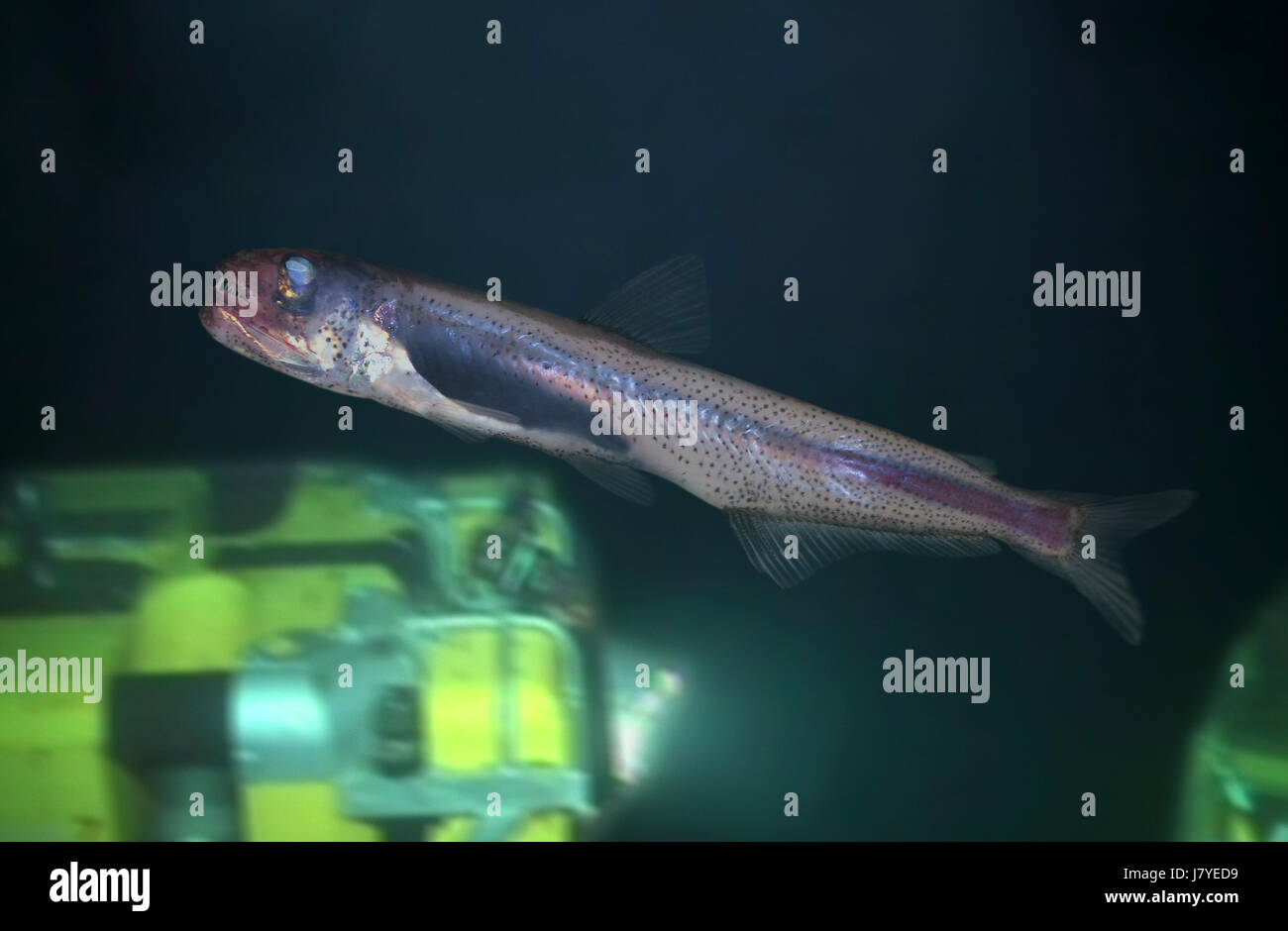 Aulopiformes High Resolution Stock Photography and Images - Alamy