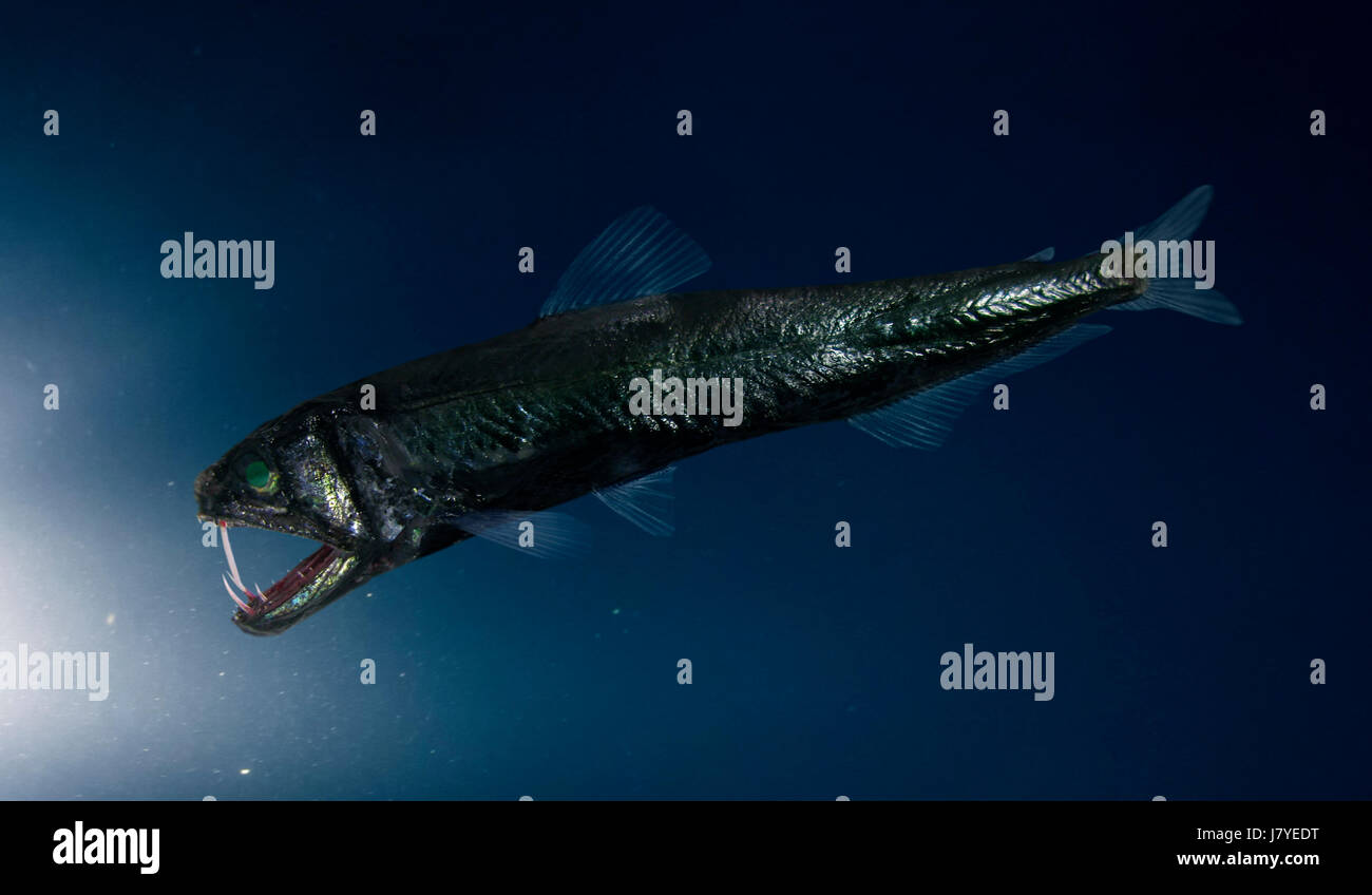 Aulopiformes High Resolution Stock Photography and Images - Alamy