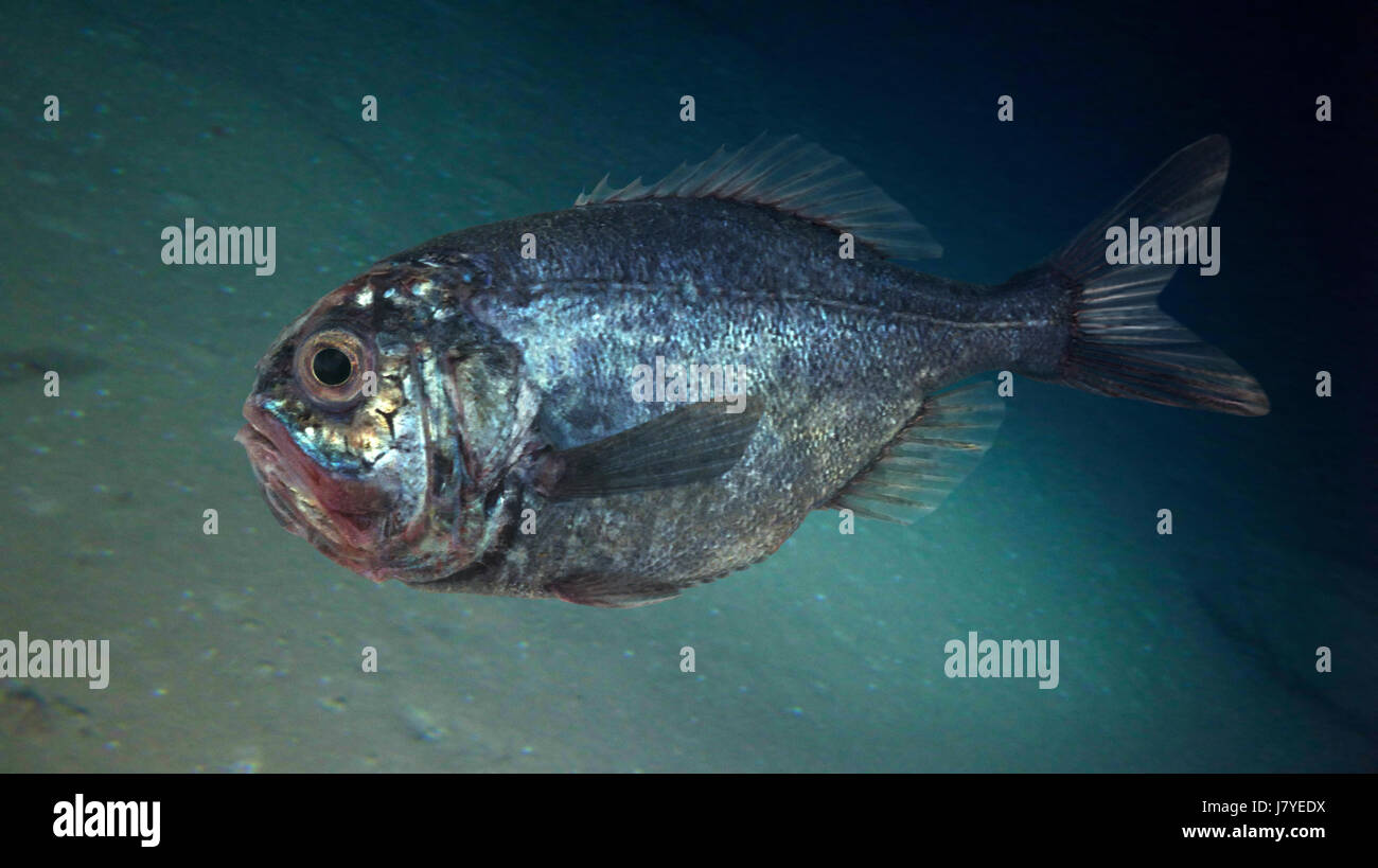 Black Monster Fish High Resolution Stock Photography and Images - Alamy
