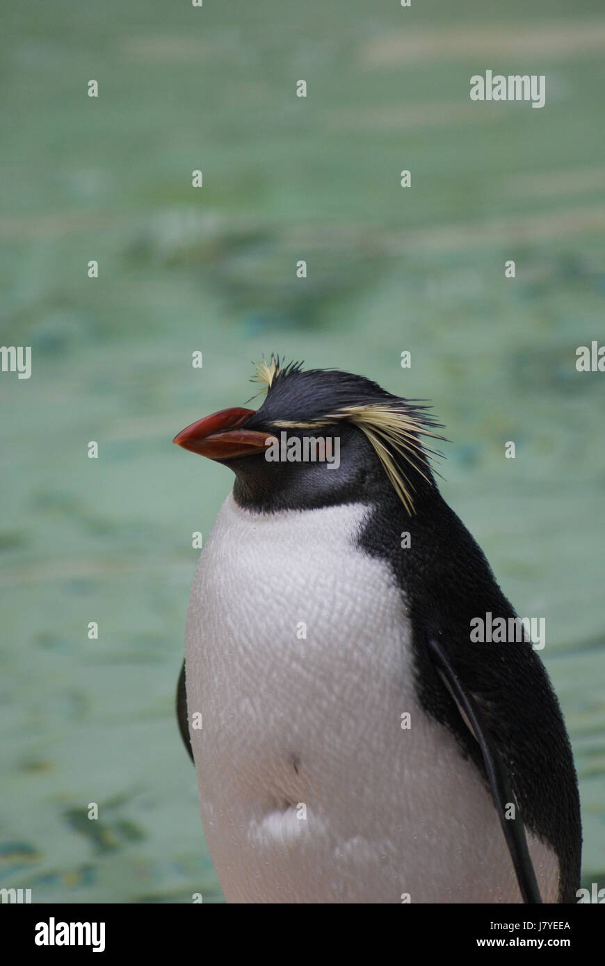 blue animal bird penguin wildlife antarctica blue isolated winter ...