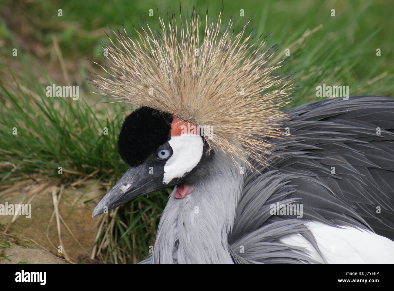bird crane wading grey gray water big large enormous extreme powerful ...