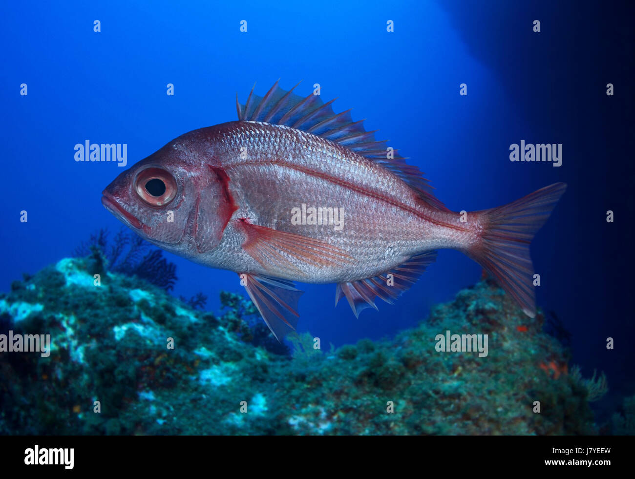 Dentex Dentex High Resolution Stock Photography and Images - Alamy