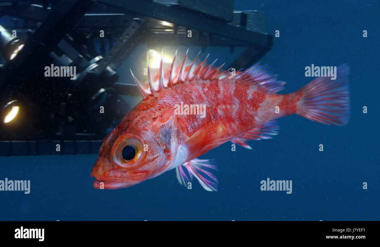 Sea Venom Stock Photos & Sea Venom Stock Images - Alamy