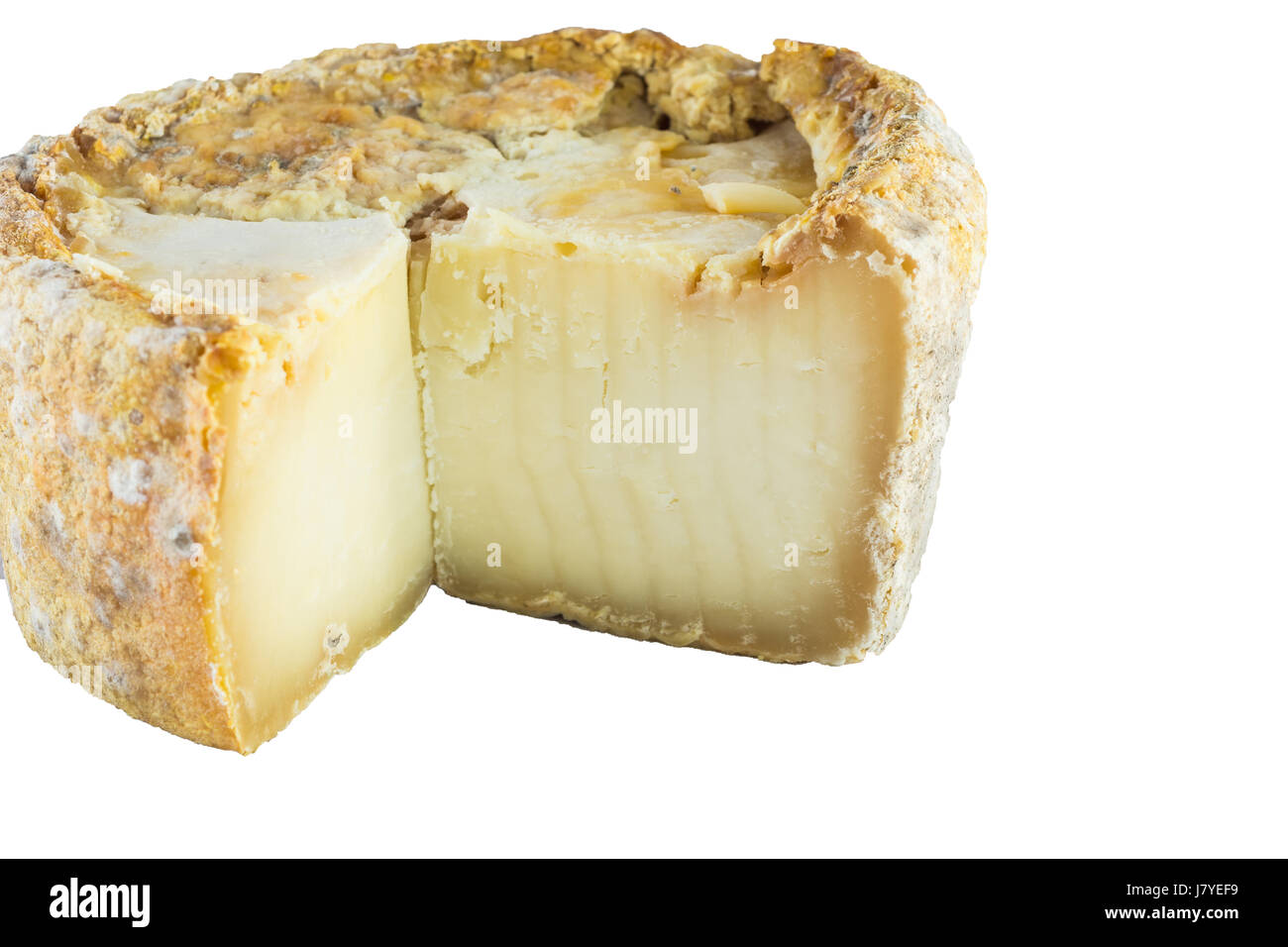 The form of hard cheese of a bloomy rind goat's milk, frost crust ...