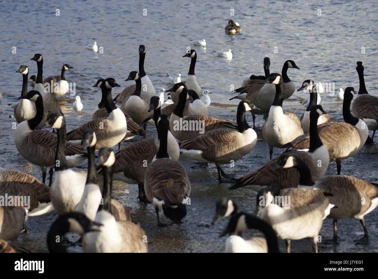 bird canada geese goose common conjunct blue game tournament play ...