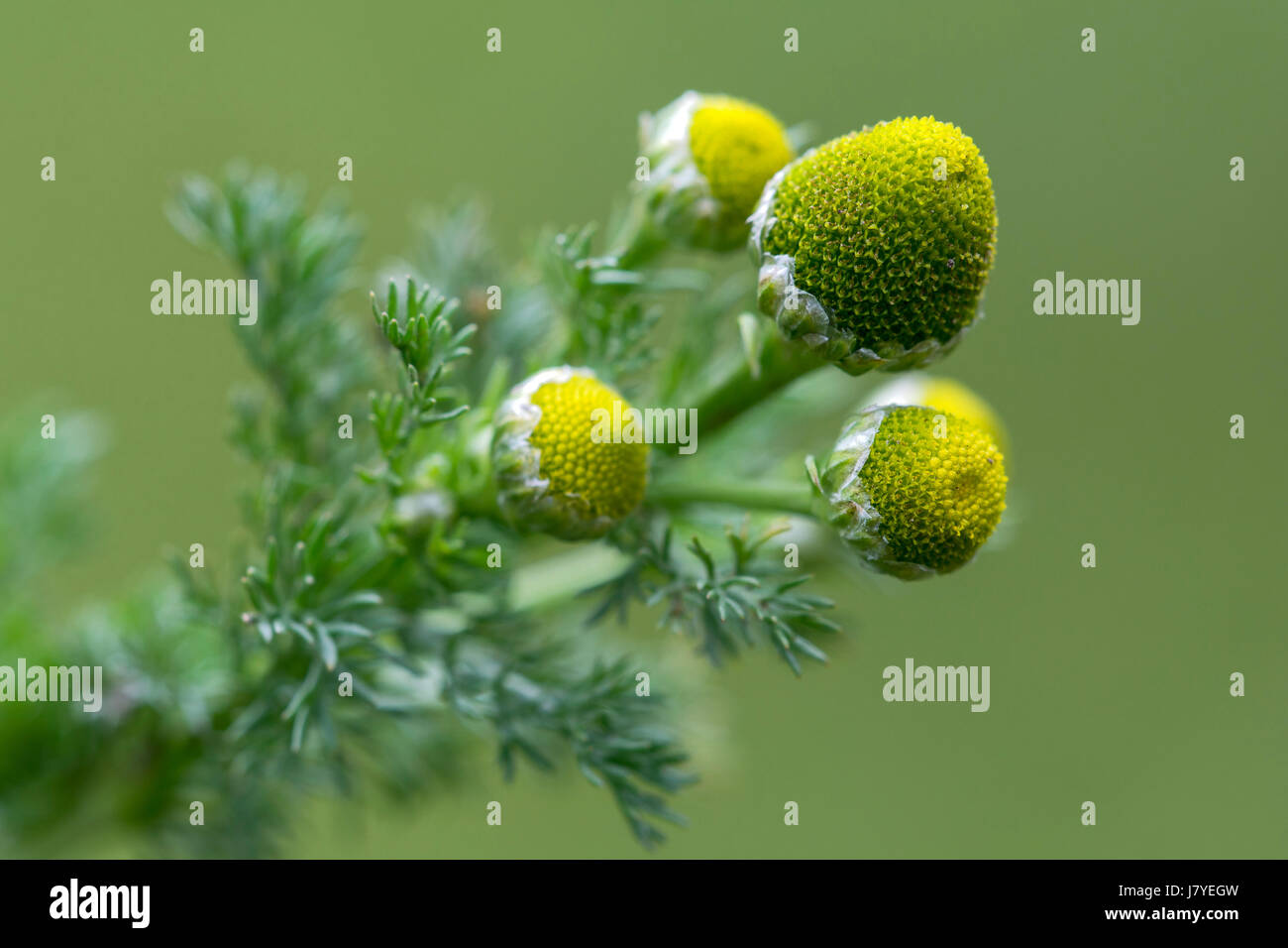 Common matricary (Matricaria discoidea), Eng Alm, Tyrol, Austria Stock ...