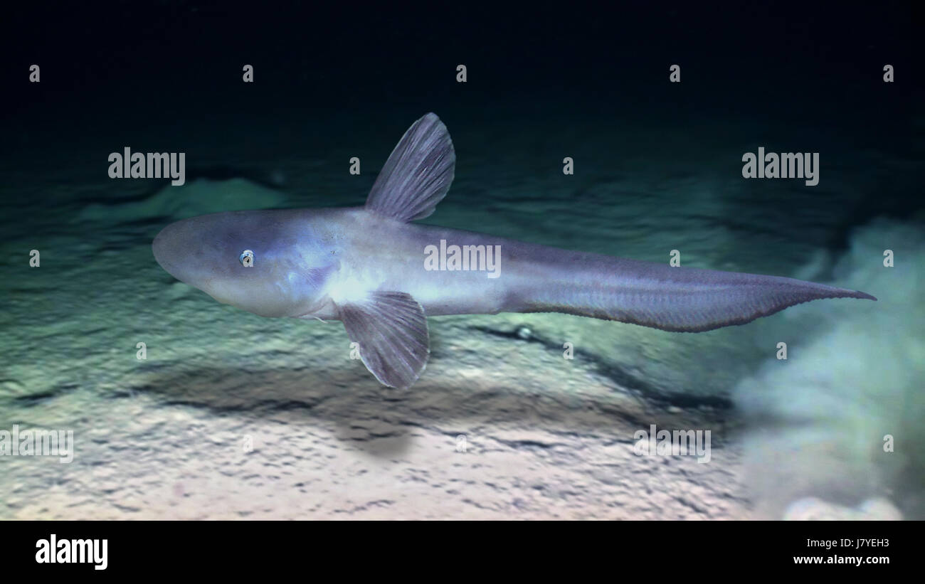 Loppei High Resolution Stock Photography and Images - Alamy