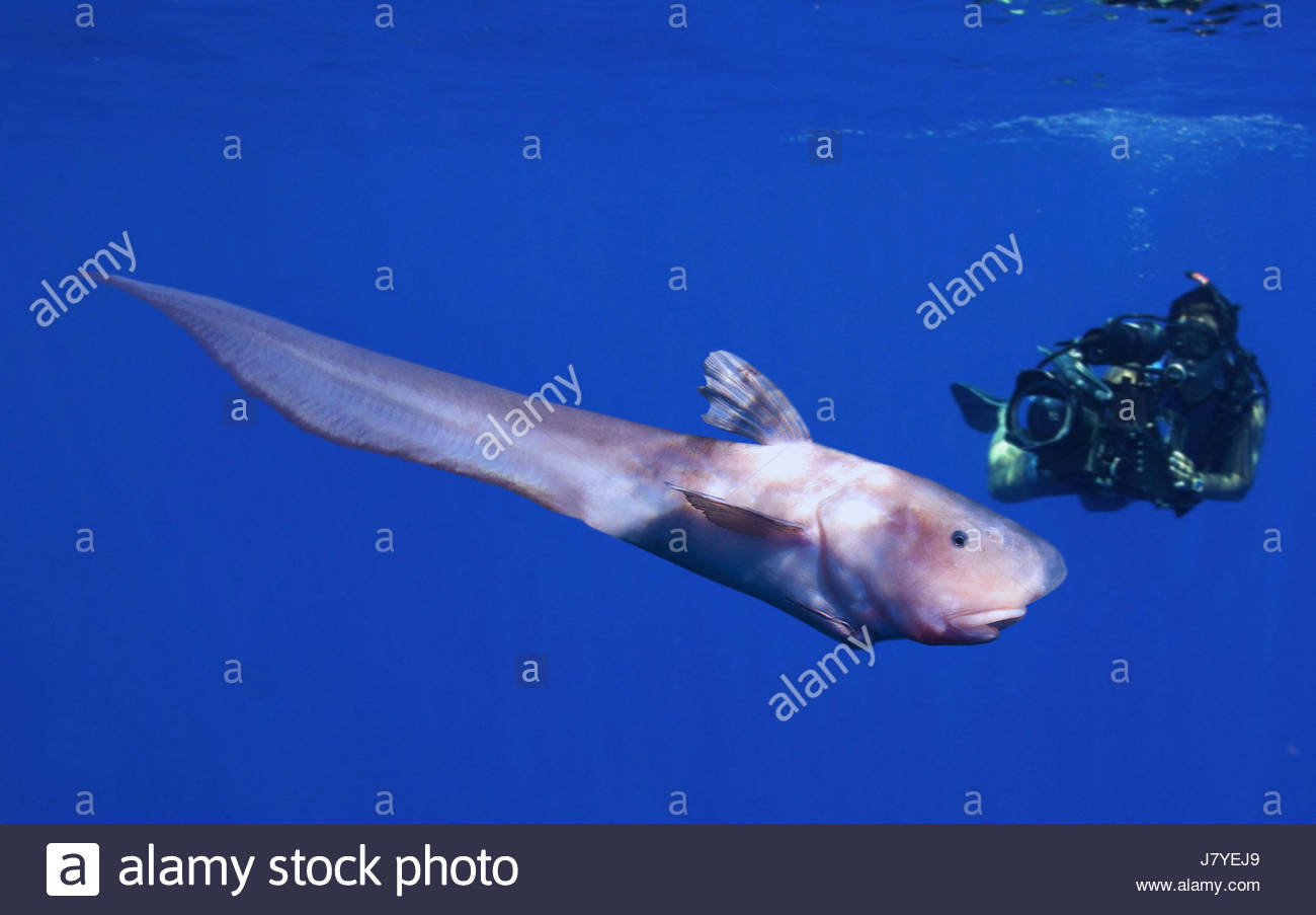 Loppe's tadpole fish, Ijimaia loppei. Portugal Stock Photo: 142589729 ...