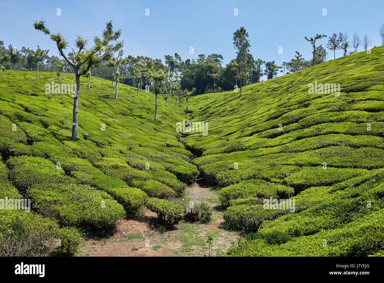 Tea plantations in Munnar, Kerala, South India. Munnar is situated at ...