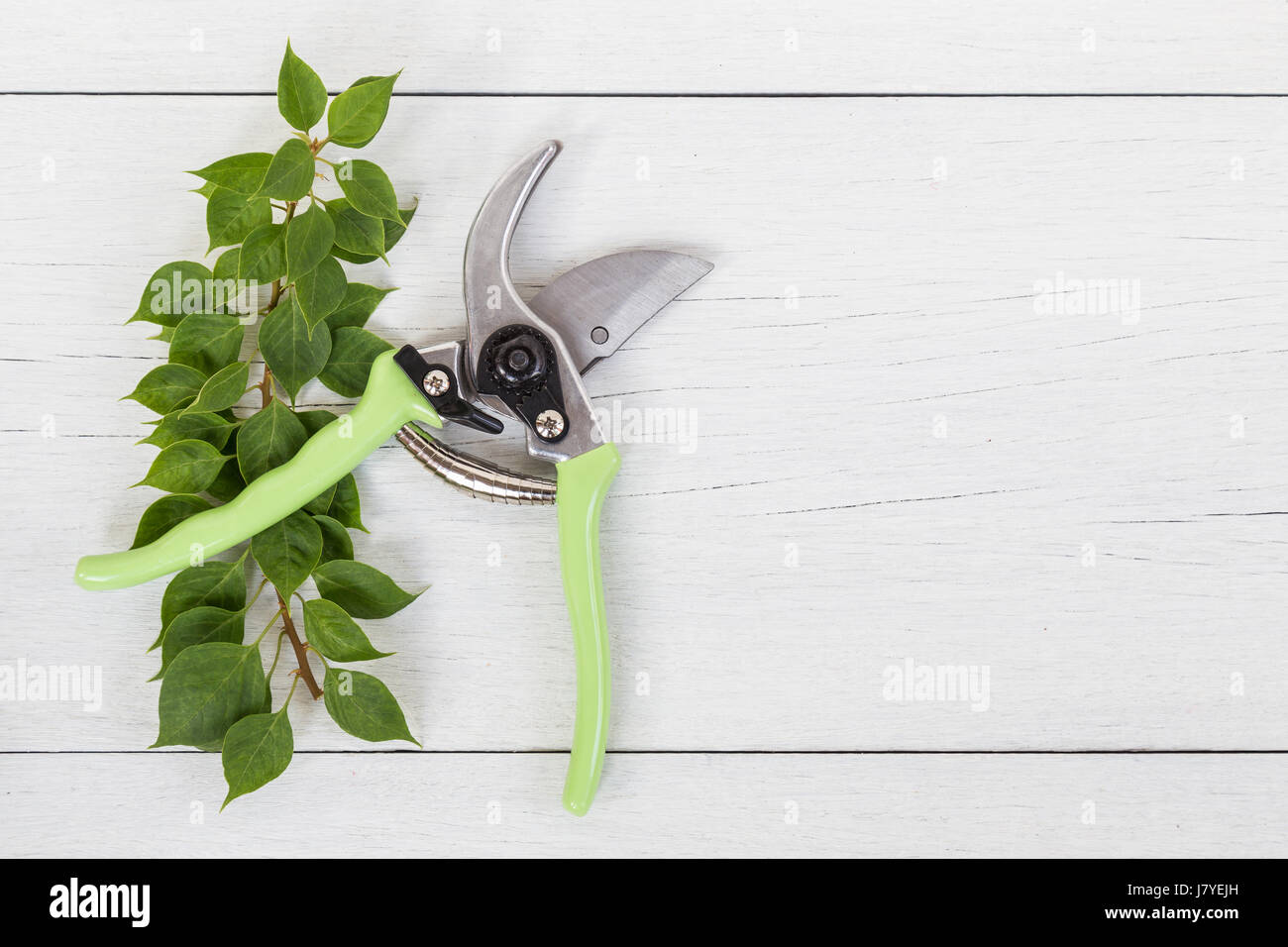 New green secateurs on white wooden background. Top view Stock Photo - Alamy