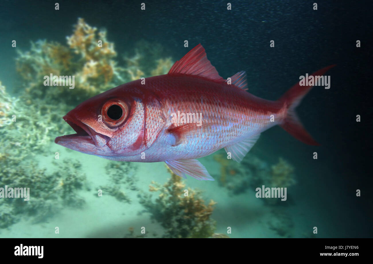 Bermuda Fish Stock Photos & Bermuda Fish Stock Images - Alamy