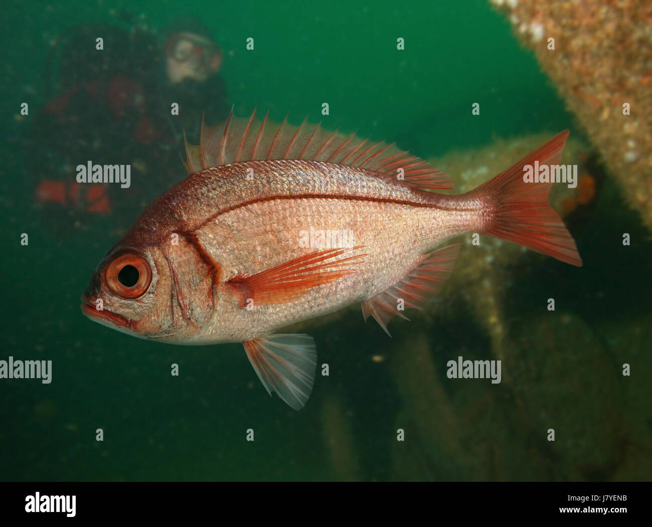 Dentex Dentex High Resolution Stock Photography and Images - Alamy