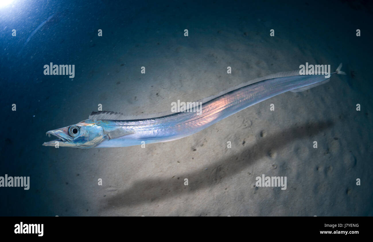 Lepidotus High Resolution Stock Photography and Images - Alamy