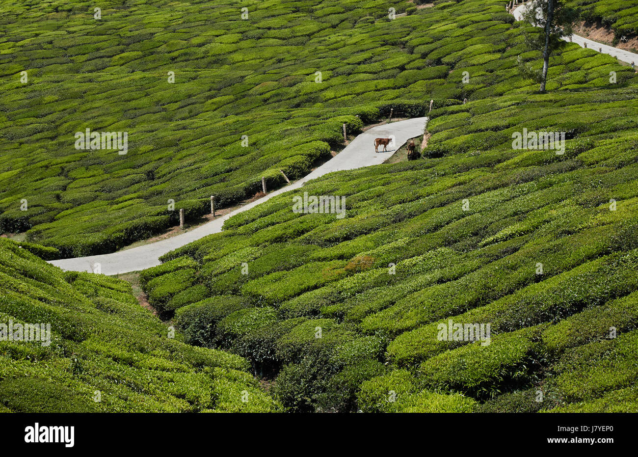 Tea plantations in Munnar, Kerala, South India. Munnar is situated at ...