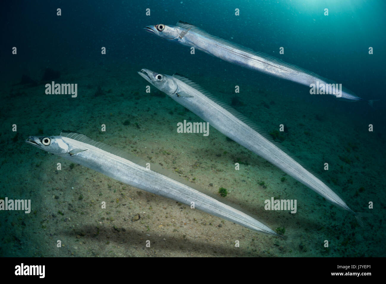 Lepidotus High Resolution Stock Photography and Images - Alamy