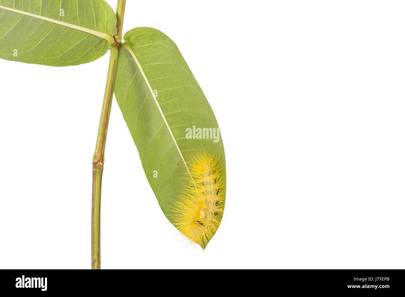 Macro yellow furry caterpillar on green leaf. Studio shot isolated on ...