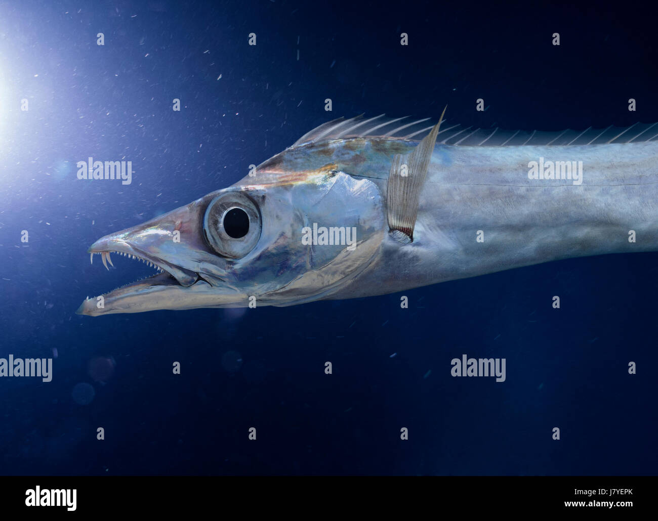 Lepidotus High Resolution Stock Photography and Images - Alamy