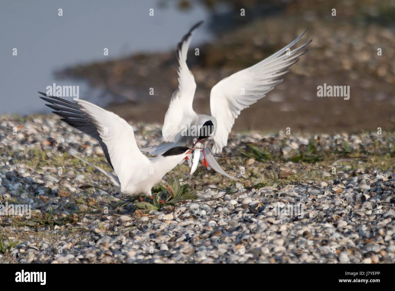 sea swallow blue bird fish water north sea salt water sea ocean birds ...