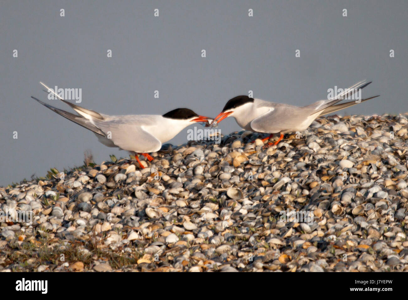 sea swallow blue bird fish water north sea salt water sea ocean birds ...