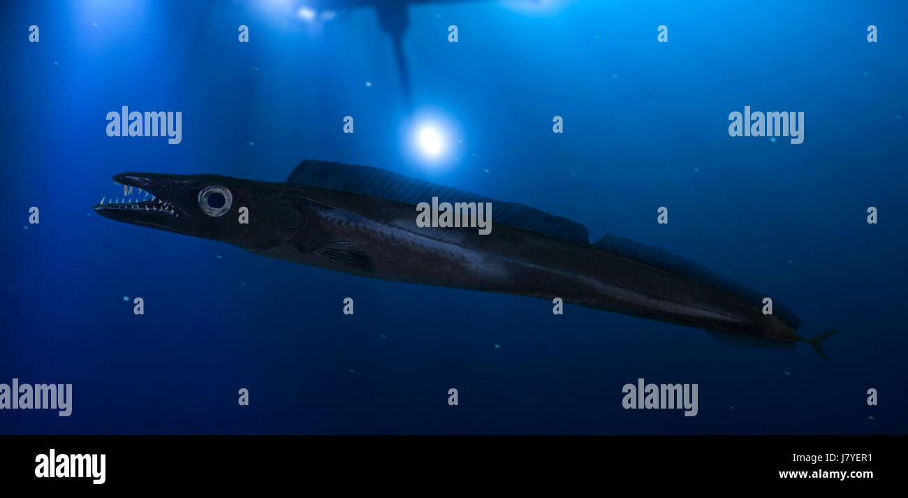 Rov Underwater High Resolution Stock Photography and Images - Alamy