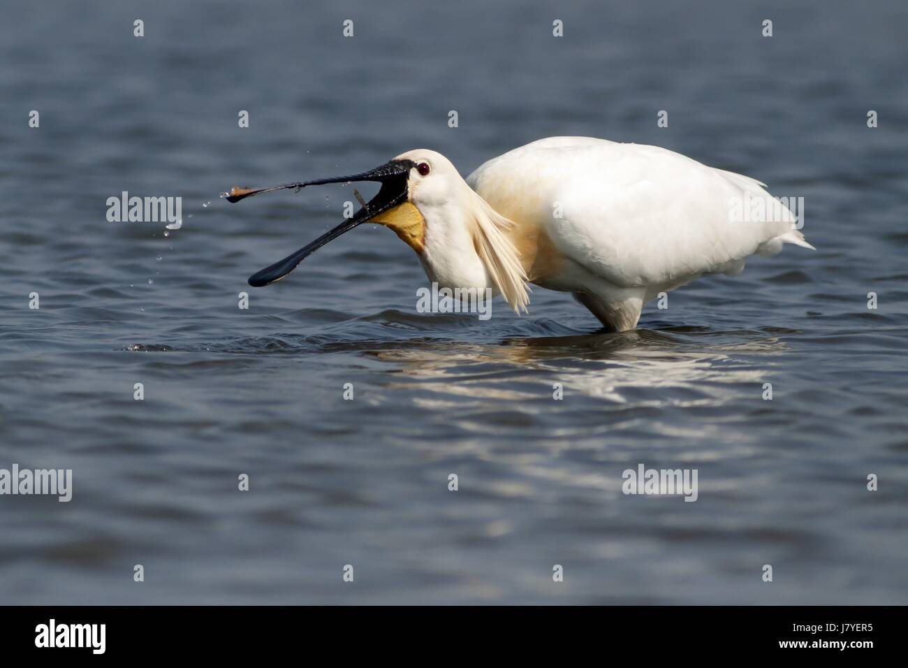 wade bird birds blank european caucasian europe feathers beak tuft ...