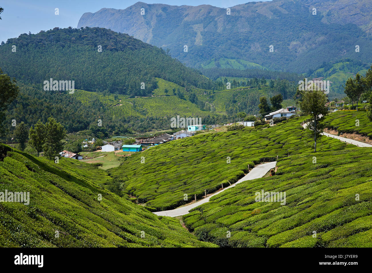 Tea plantations in Munnar, Kerala, South India. Munnar is situated at ...
