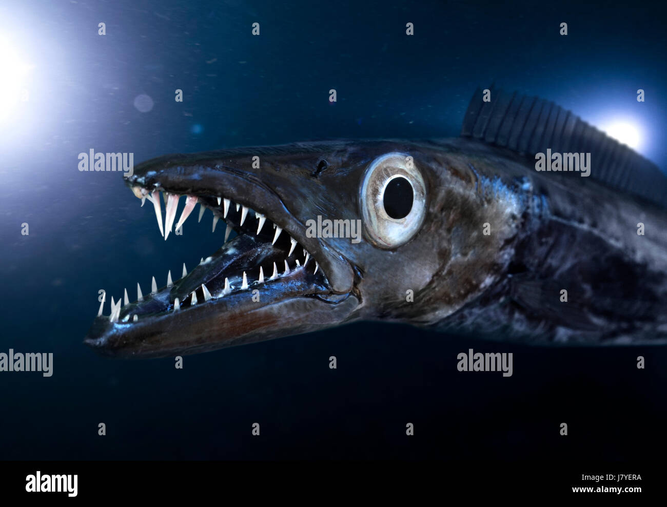 Deep Sea Fisheries Stock Photos & Deep Sea Fisheries Stock Images - Alamy