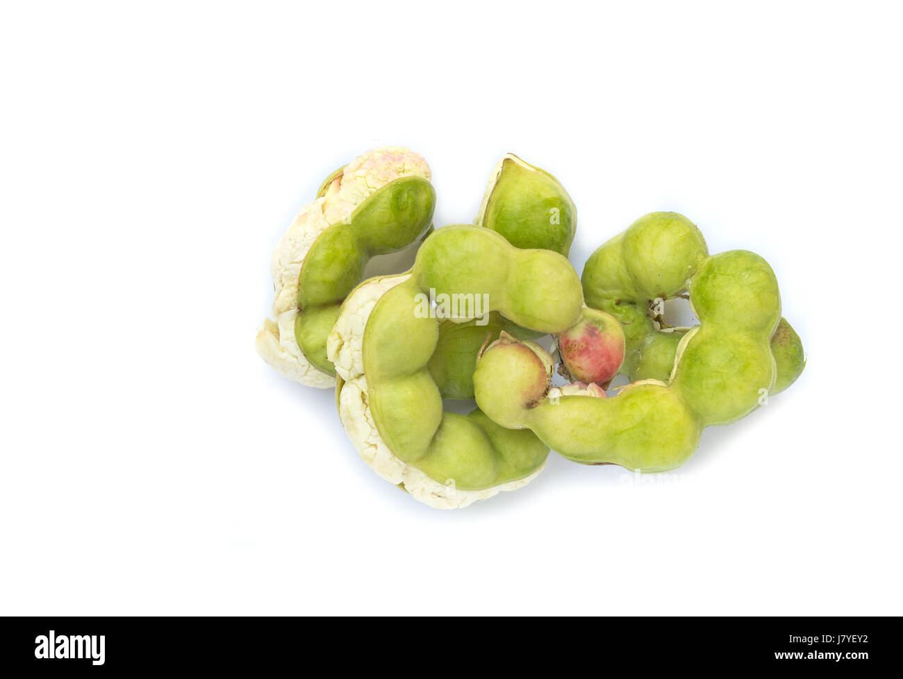 Pithecellobium hi-res stock photography and images - Alamy