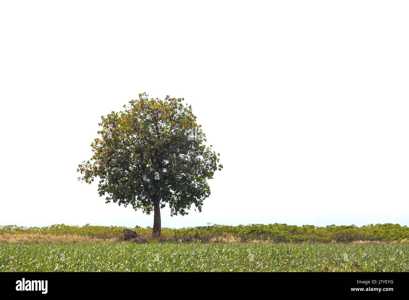 Big and high tree on the hill isolated on white background Stock Photo ...